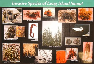 Aquatic Invasive Species of Long Island Sound Poster | Connecticut Sea ...