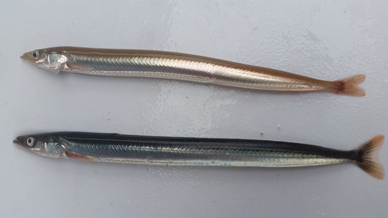 Are northern sand lance embryos particularly sensitive to high CO2 ...