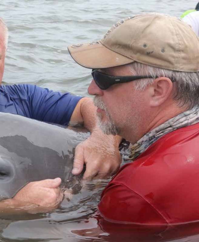 CTSG director's dolphin research shows oil spill's lingering effects ...