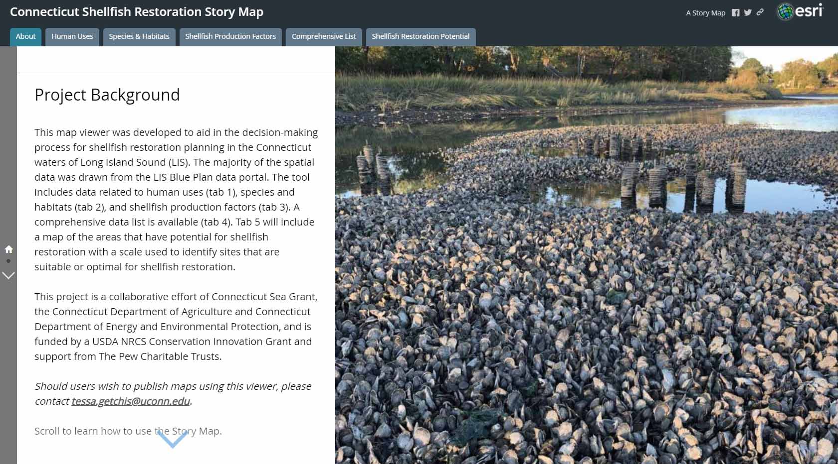 New interactive tool will guide shellfish restoration in LIS ...