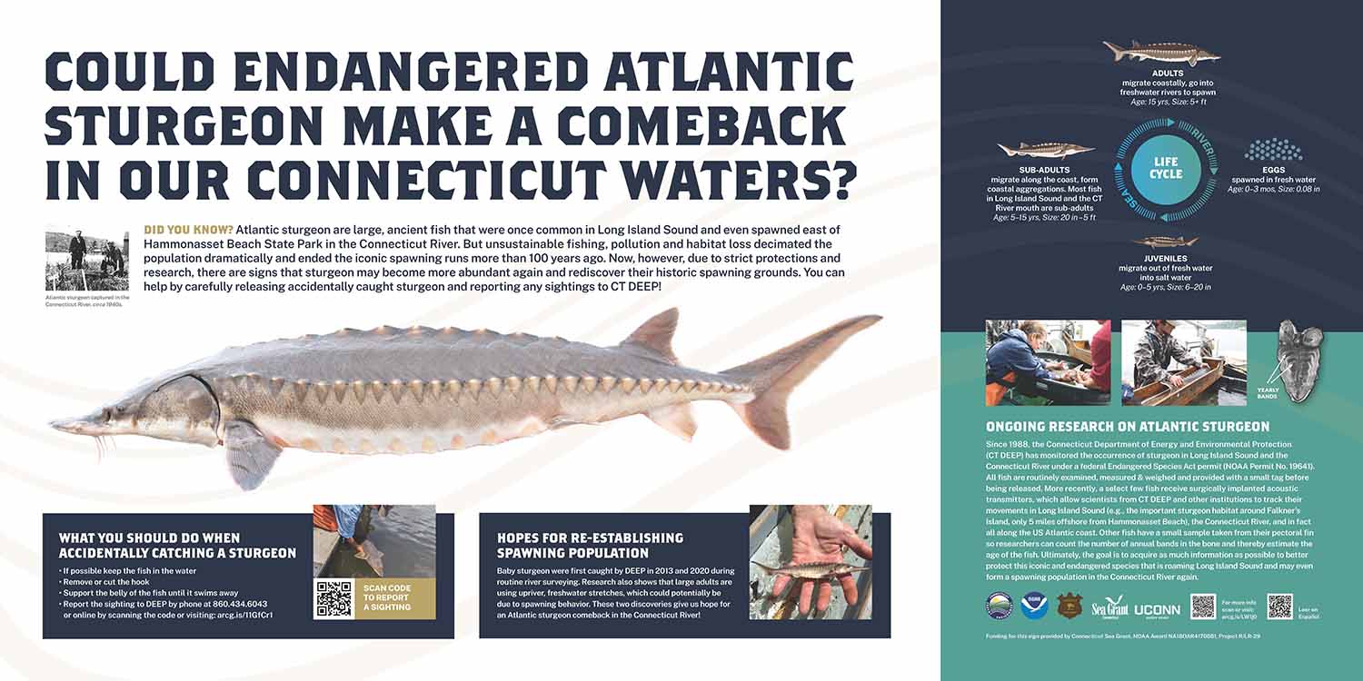 Fisheries | Connecticut Sea Grant